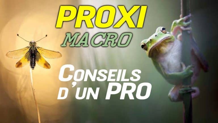 Conseils photo macro : les secrets d’un pro (avec Patrick Goujon) - Le ...