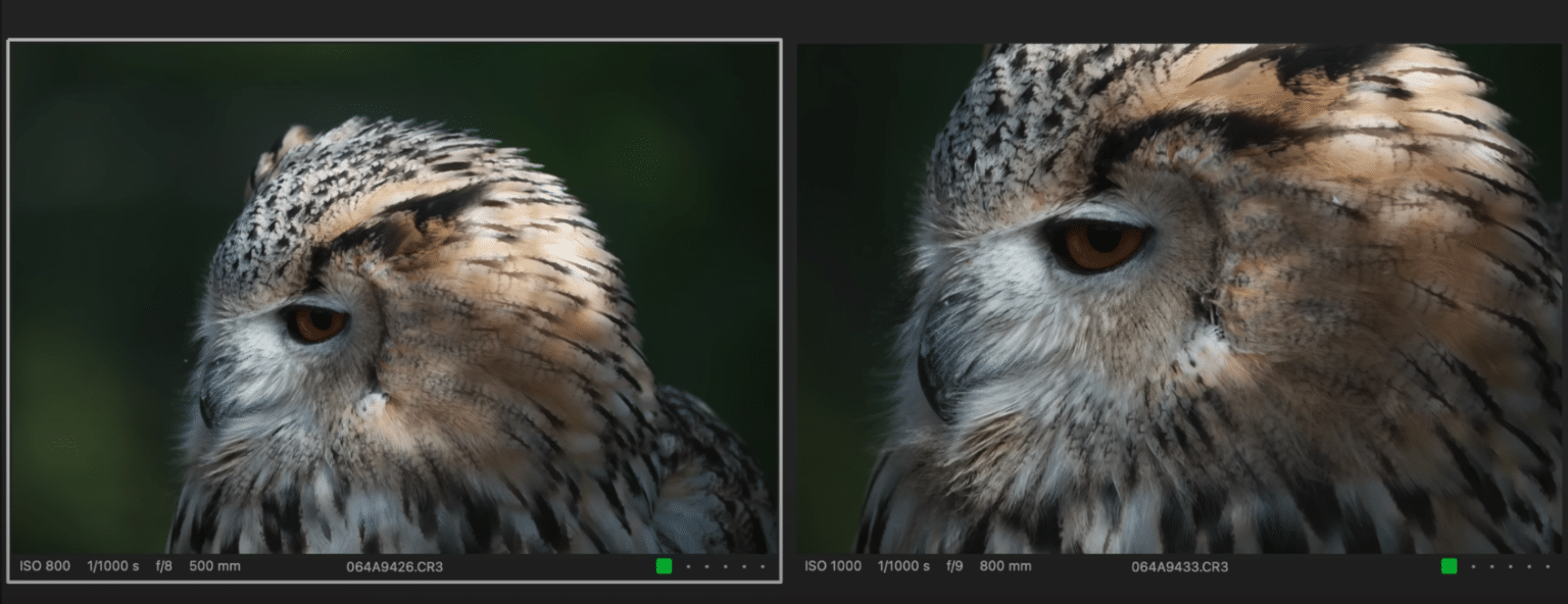 Test Canon RF 200-800mm f6.3-9 : le meilleur zoom animalier ? - Le blog ...